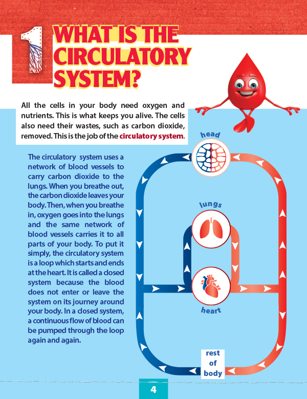 Circulatory System